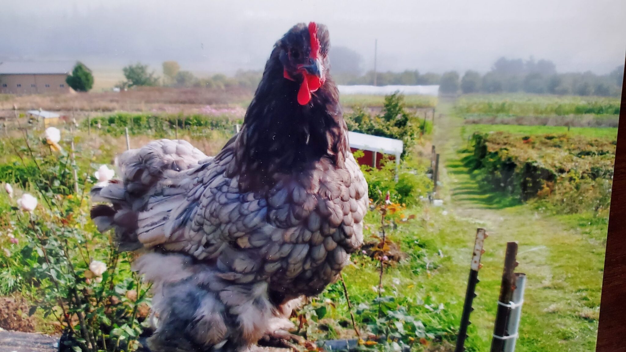 Whidbey & Camano Farm Stands – Enjoy local food grown and raised right ...